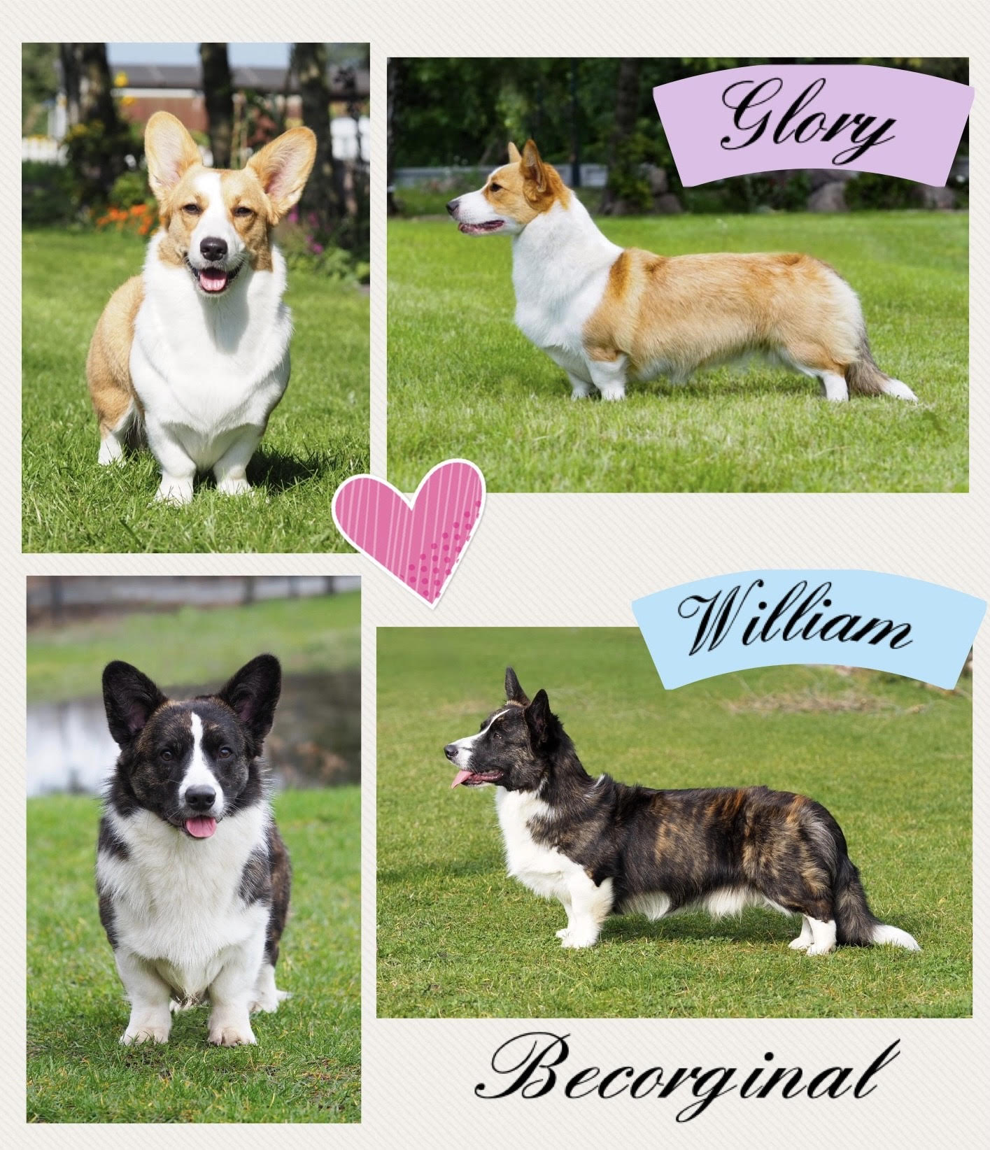 Becorginal - Hodowla Welsh Corgi Cardigan » PLANY HODOWLANE/ FUTURE ...